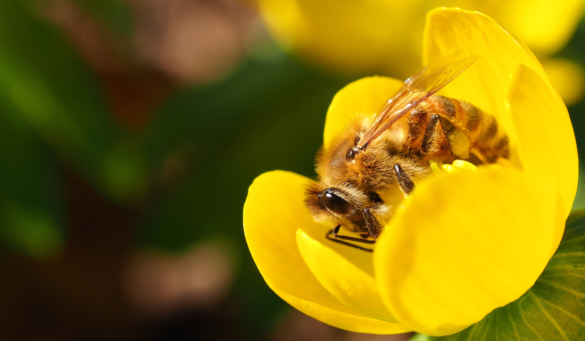 About Us – Bee Awareness Society