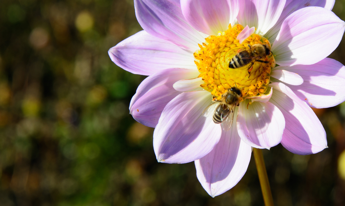 BeeBC Supports the Society – Bee Awareness Society